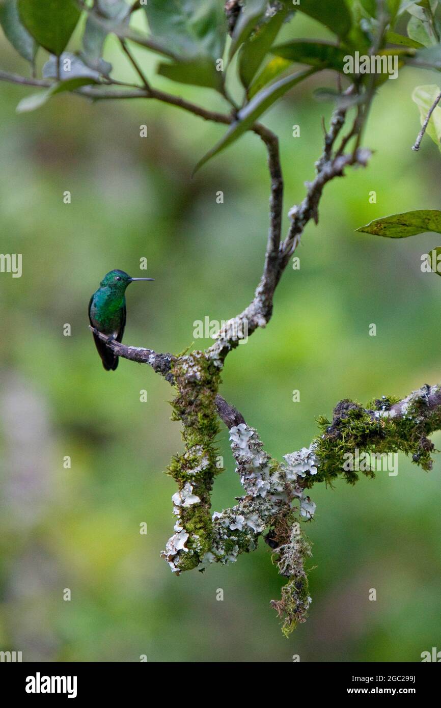 Hummingbird south america hi-res stock photography and images - Alamy