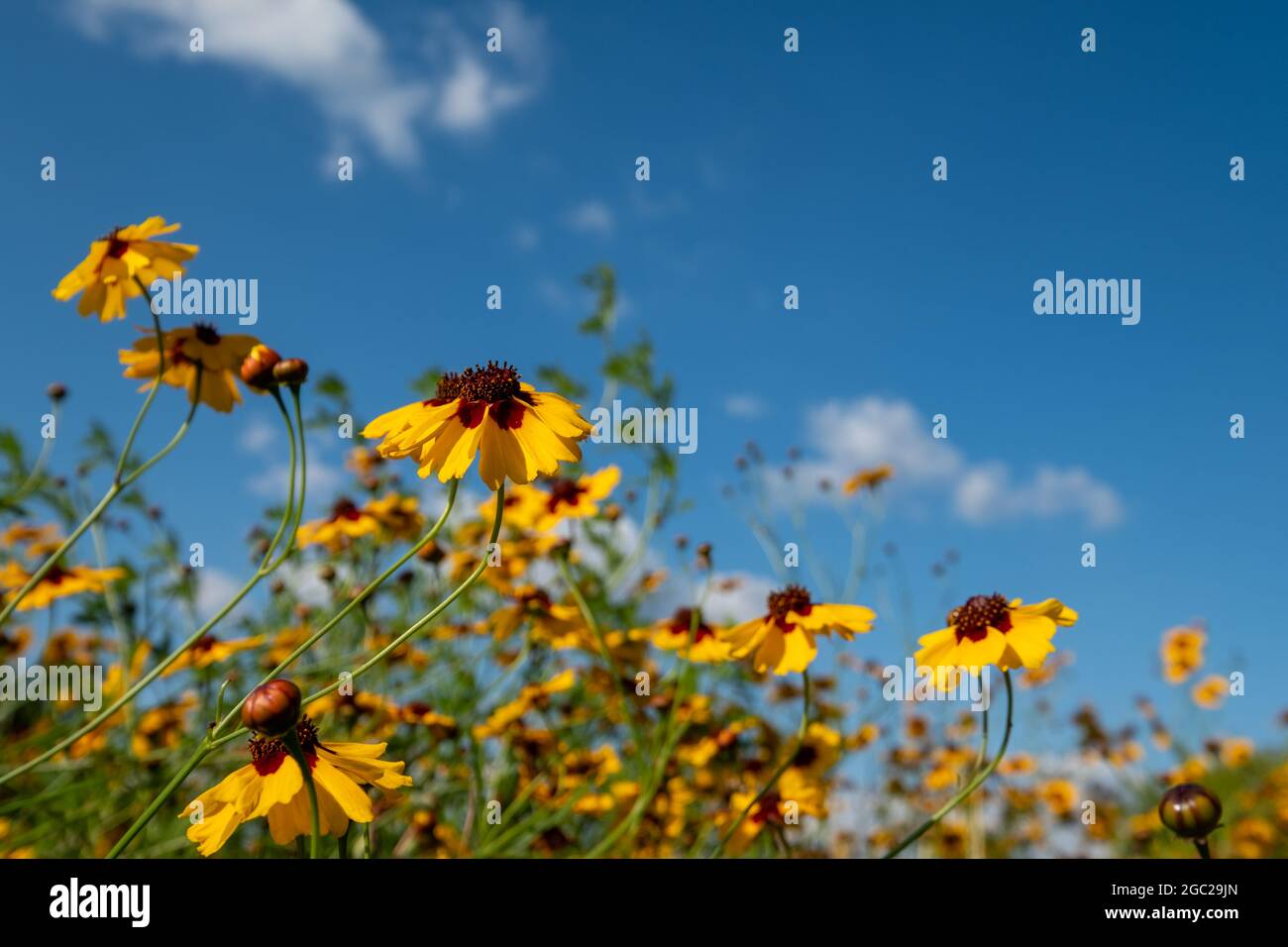 Wildflower meadow with attractive yellow Plains Coreopsis flowers with ...
