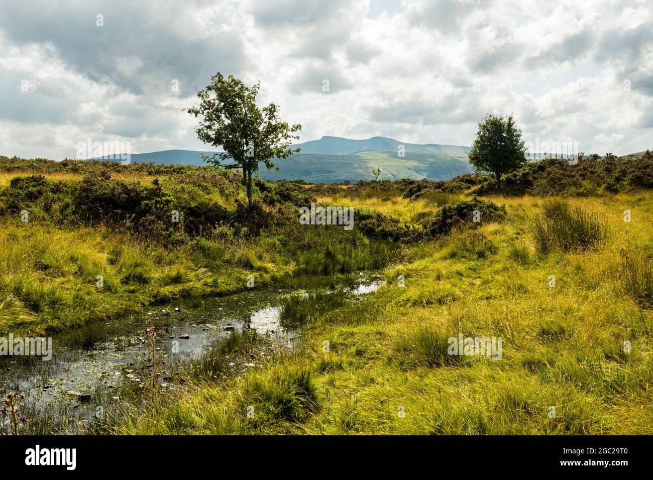 View across Mynydd Illtyd Common to Pen y Fan and Corn Du Brecon ...