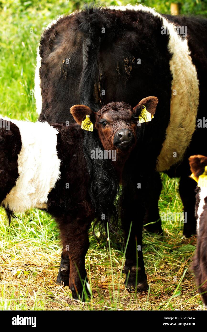 Bond between cow and calf hi-res stock photography and images - Alamy