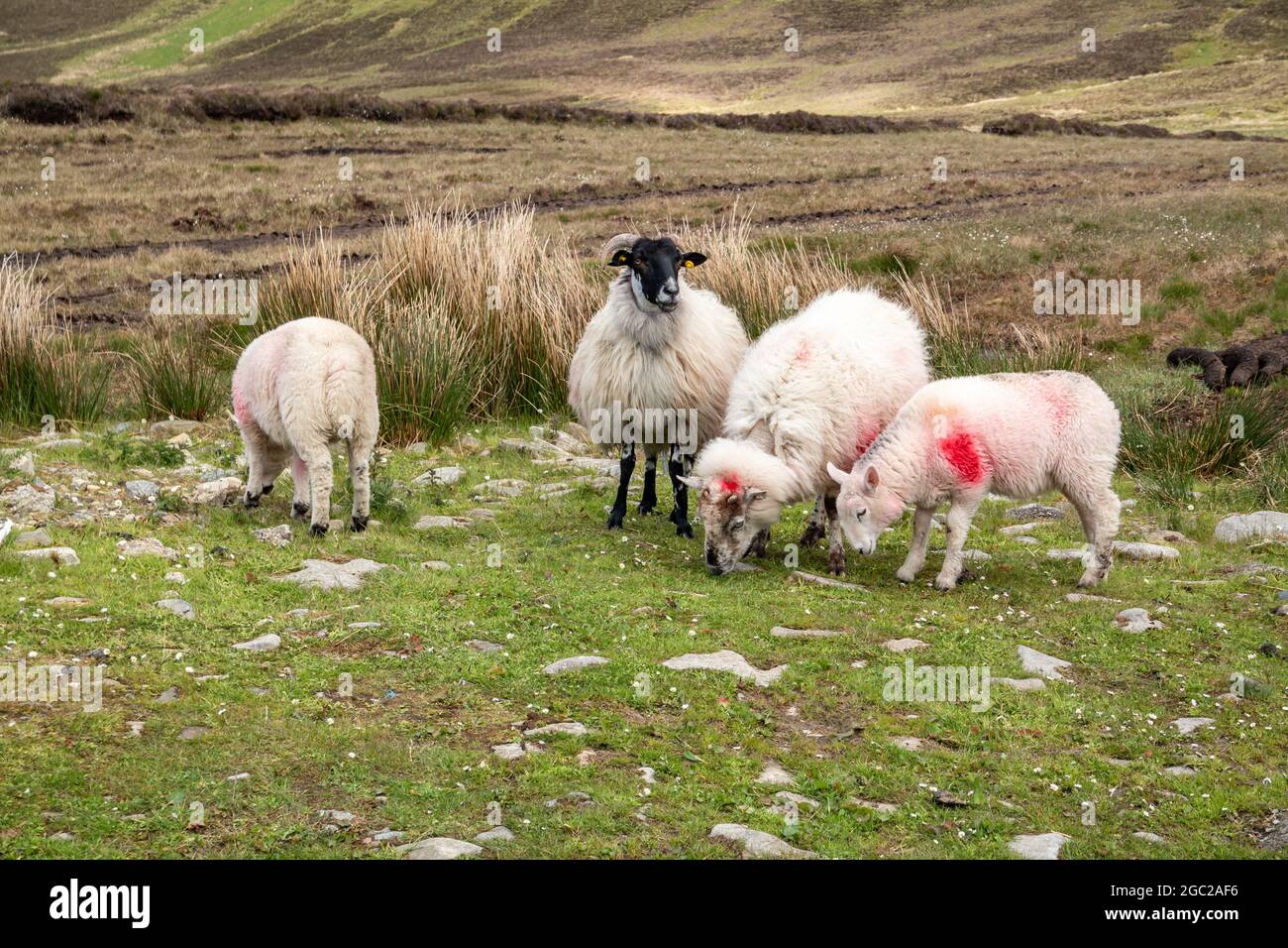 Sheep at the way up to Benbulbin in County Sligo - Donegal Stock Photo ...