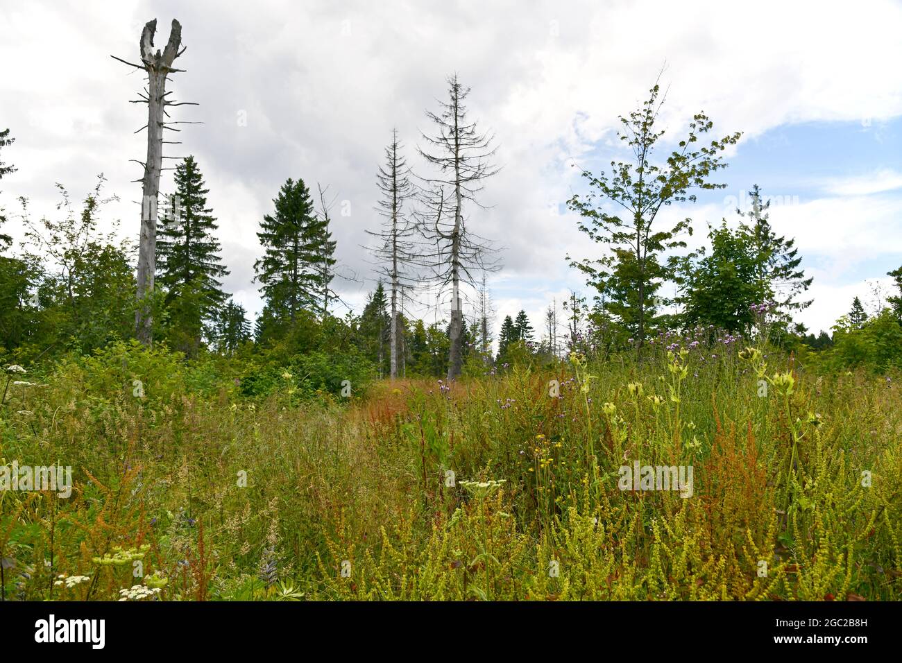 protected natural landscape in the Rhön Stock Photo - Alamy
