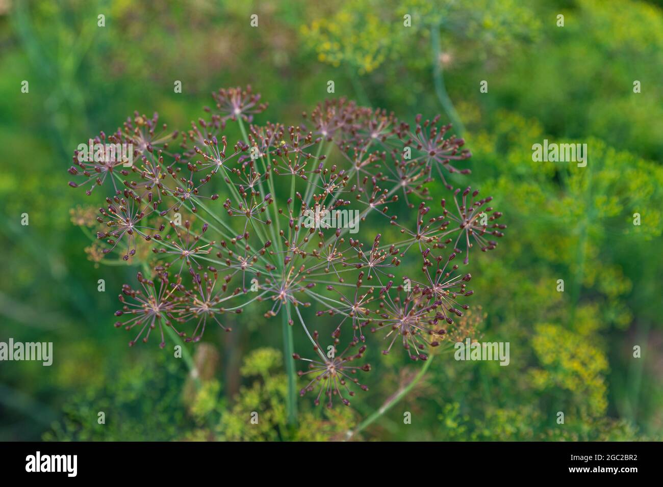Fennel seeds tree hi-res stock photography and images - Alamy
