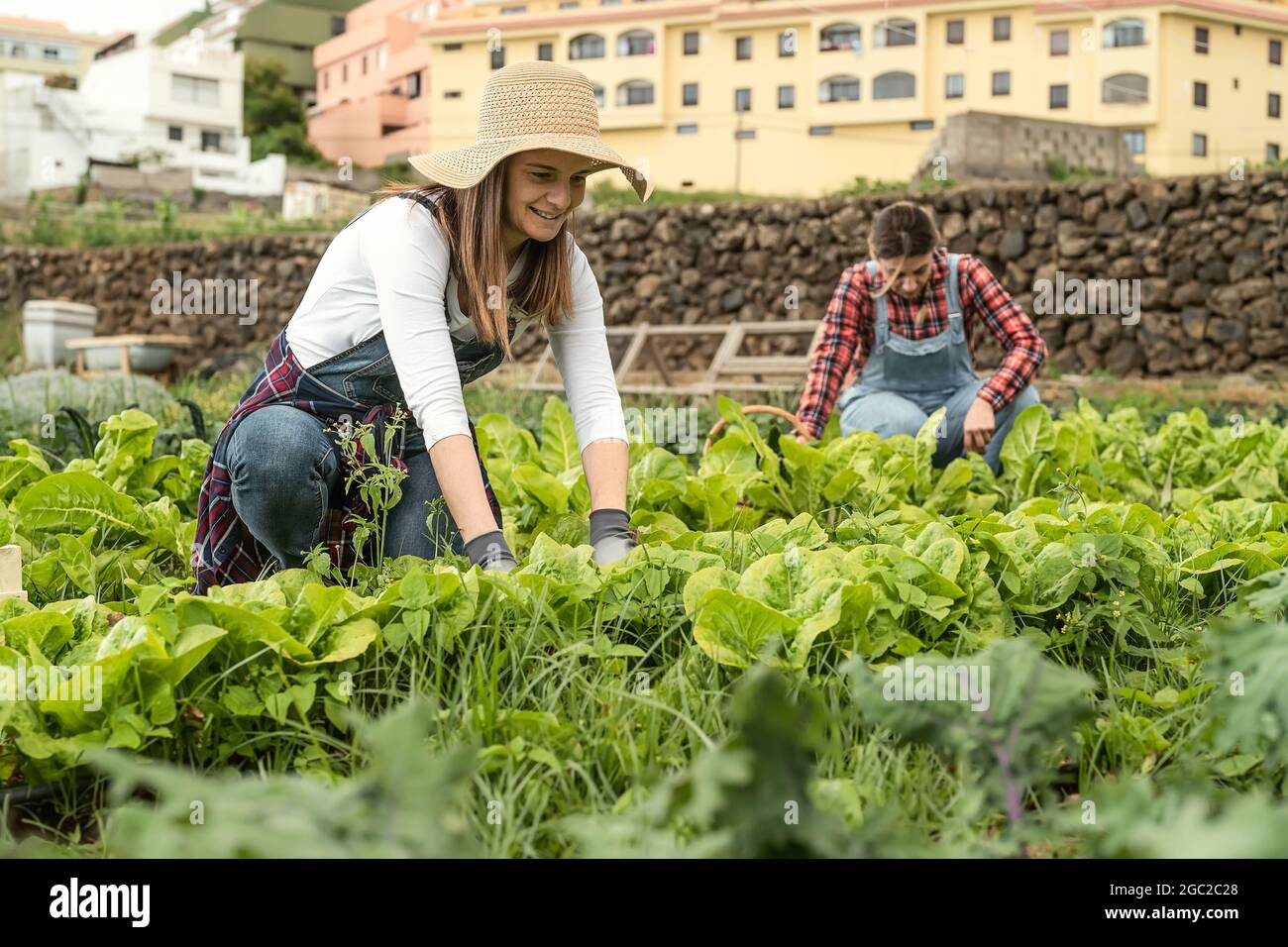 Mature female farmers working in countryside harvesting lettuce - Farm ...