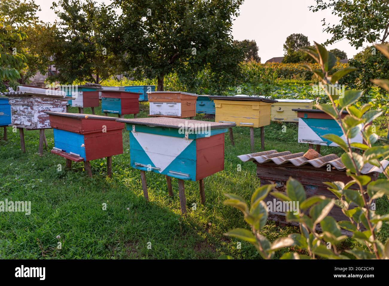 Summer apiary with several wooden coloured beehive of honeybees located ...