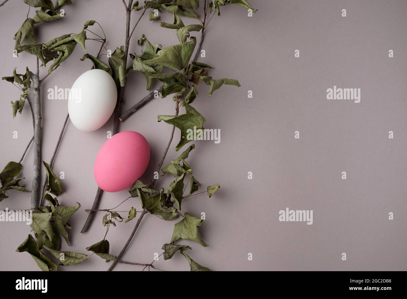 Eggs with beautiful eggshell, pink and white colors with dried maple ...