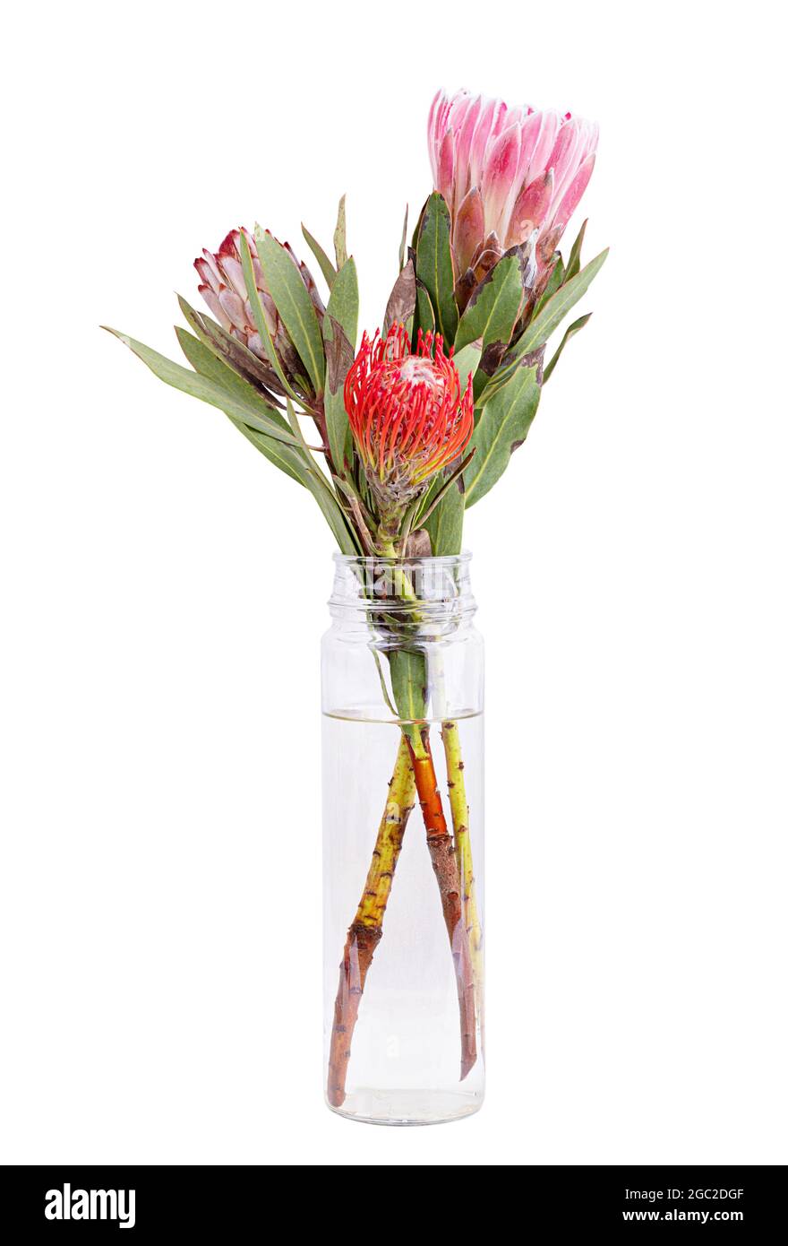 Fresh protea flower isolated on white background. Clipping path Stock ...