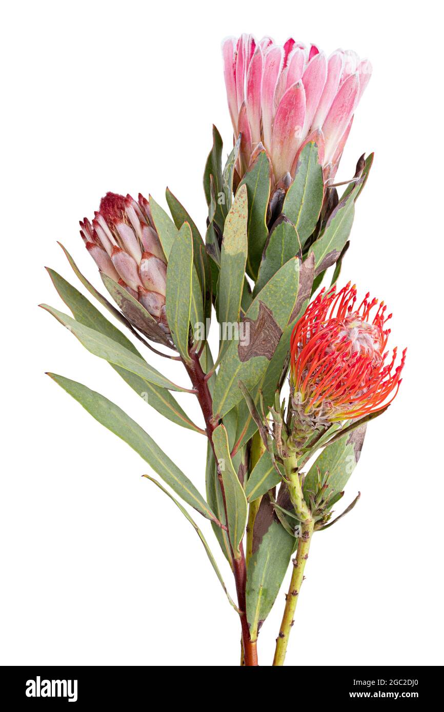 Fresh protea flower isolated on white background. Clipping path Stock ...