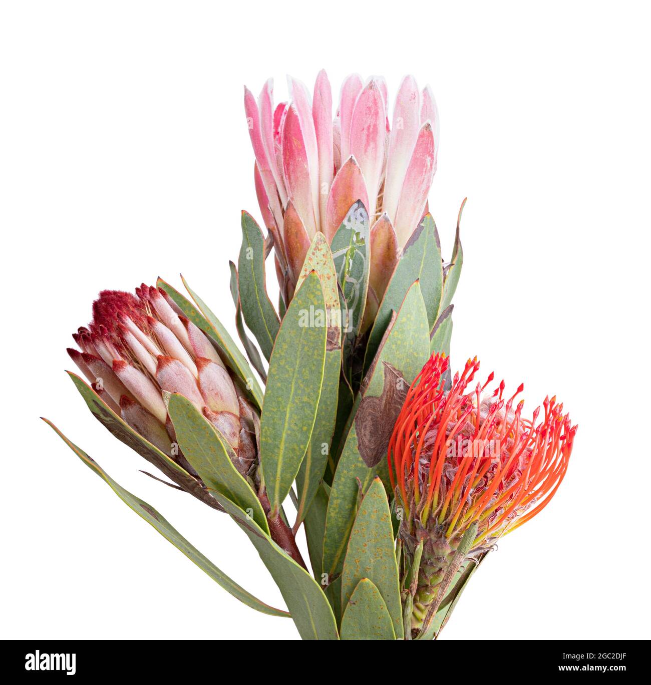 Fresh protea flower isolated on white background. Clipping path Stock ...