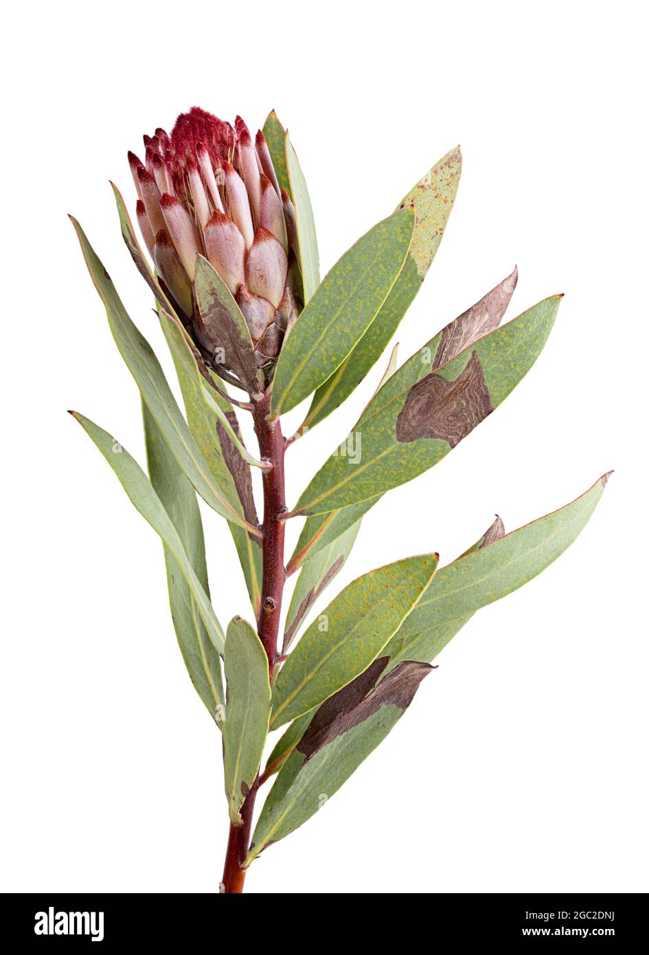 Fresh protea flower isolated on white background. Clipping path Stock ...
