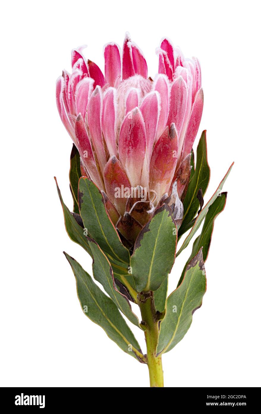 Fresh protea flower isolated on white background. Clipping path Stock ...