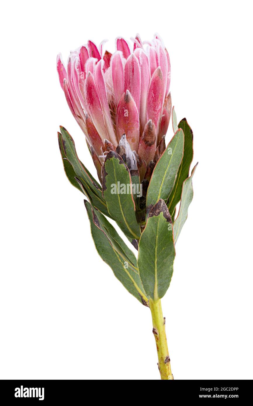 Purple protea Cut Out Stock Images & Pictures - Alamy