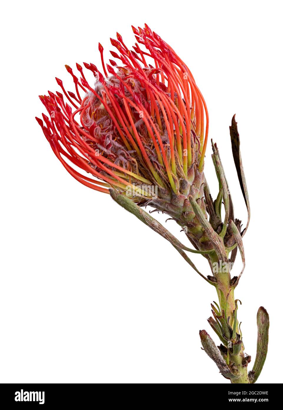 Fresh protea flower isolated on white background. Clipping path Stock ...