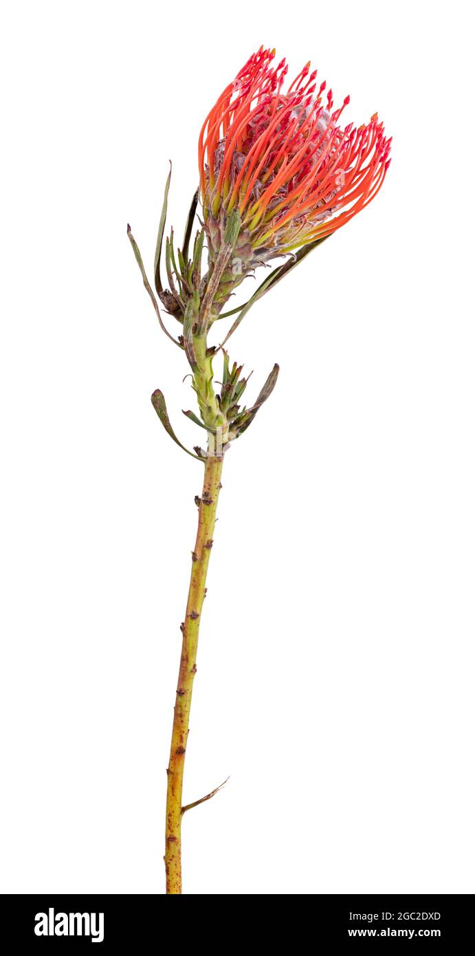 Fresh protea flower isolated on white background. Clipping path Stock ...