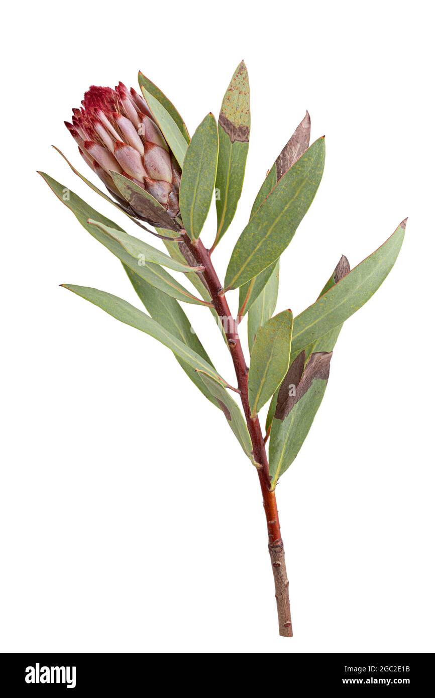 Giant protea plant Cut Out Stock Images & Pictures - Alamy