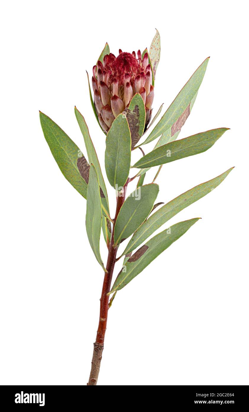 Fresh protea flower isolated on white background. Clipping path Stock ...