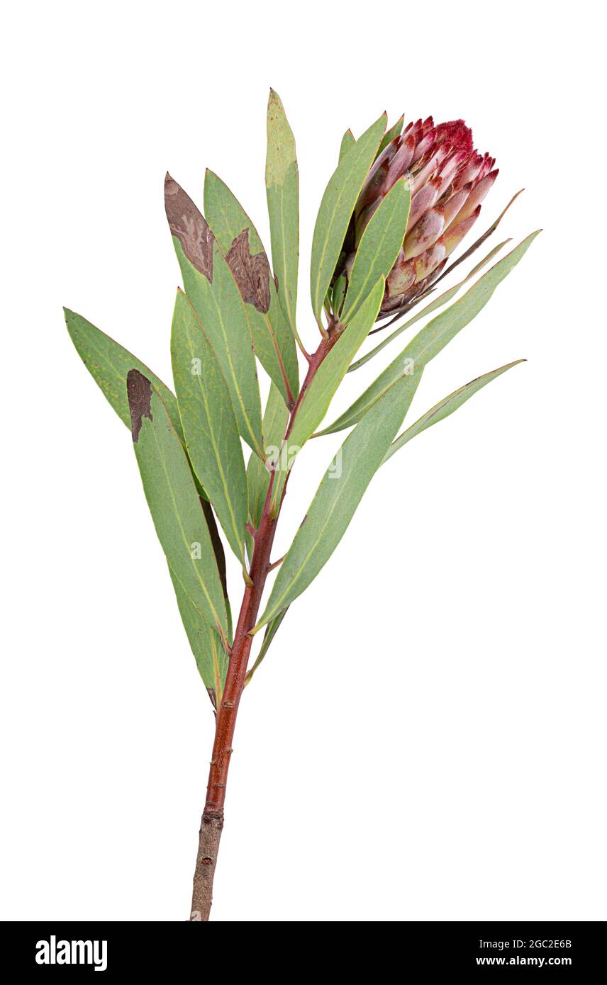 Fresh protea flower isolated on white background. Clipping path Stock ...