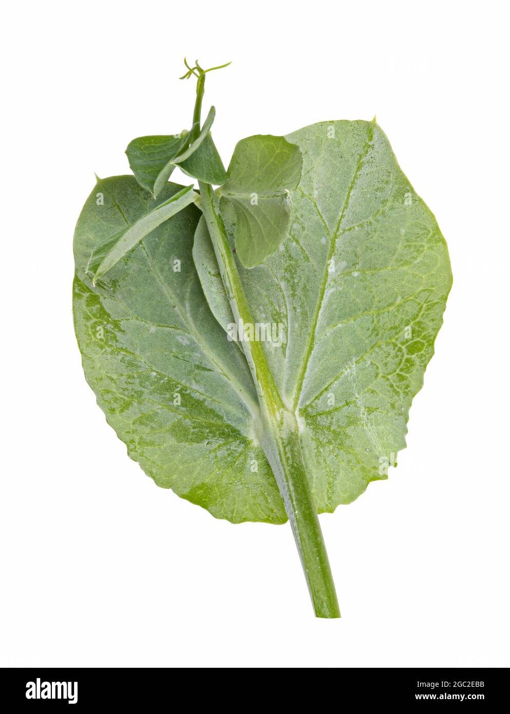 Fresh green pea leaves isolated on white background Stock Photo - Alamy