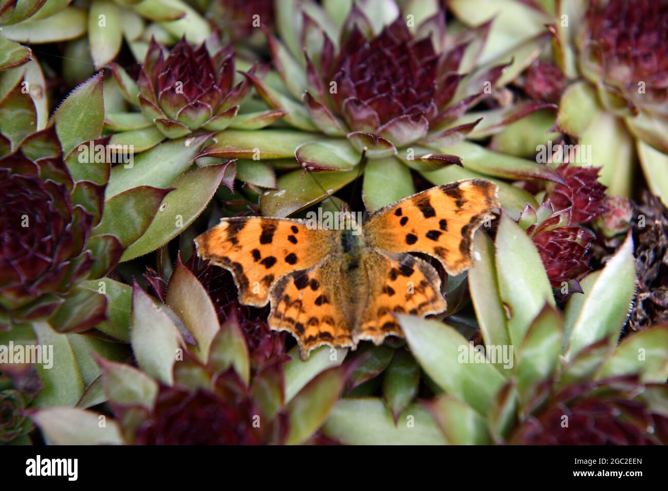 Comma Butterfly ( Polygonia c-album) on Alpine Flowers Stock Photo - Alamy