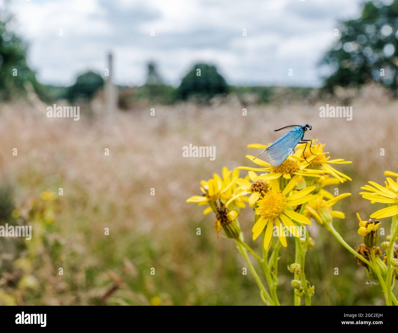 Forester moth hi-res stock photography and images - Alamy