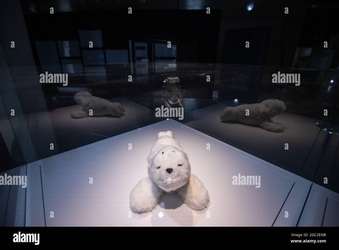 Nuremberg, Germany. 06th Aug, 2021. The therapy robot Paro (Japan 2013 ...