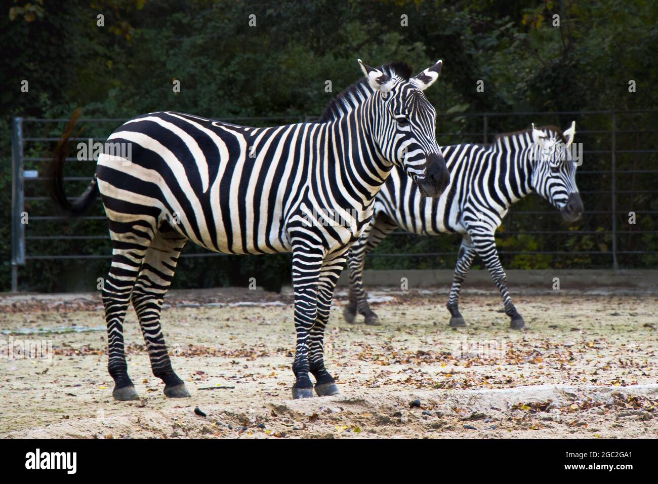 Two zebras in the zoo. Animals in captivity Stock Photo - Alamy