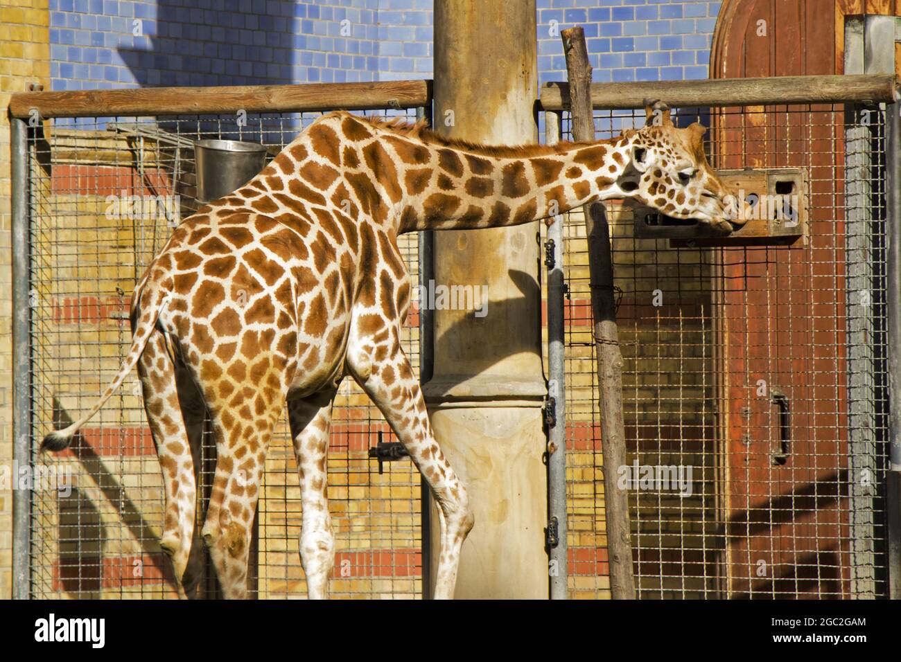 Giraffe in the zoo touching the cage door Stock Photo - Alamy