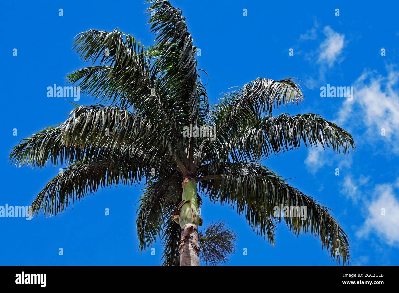 Palm tree and blue sky, Ouro Preto, Brazil Stock Photo - Alamy