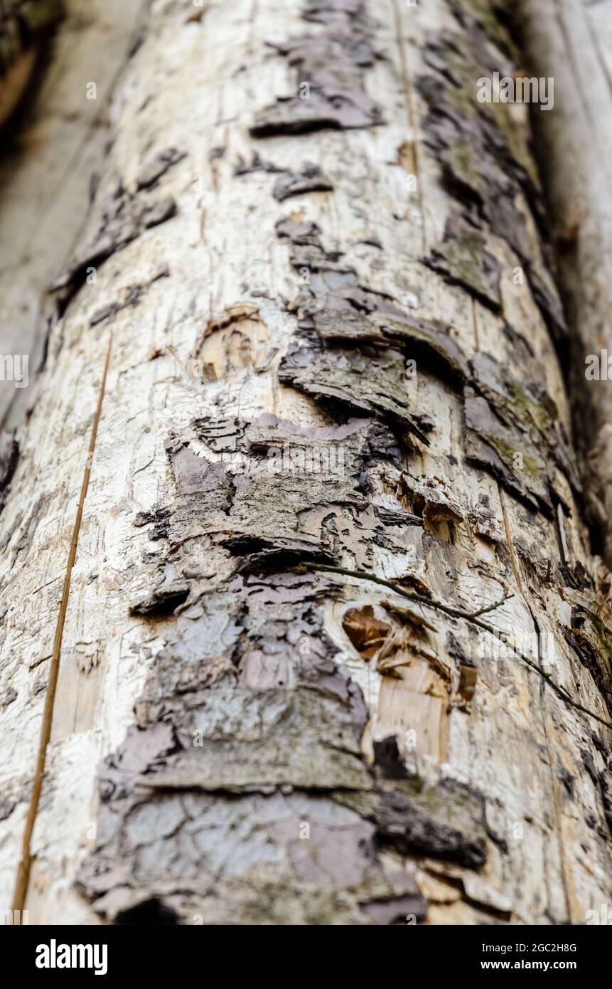 Tree bark peeling off of a felled tree trunk, close-up view, abstract ...
