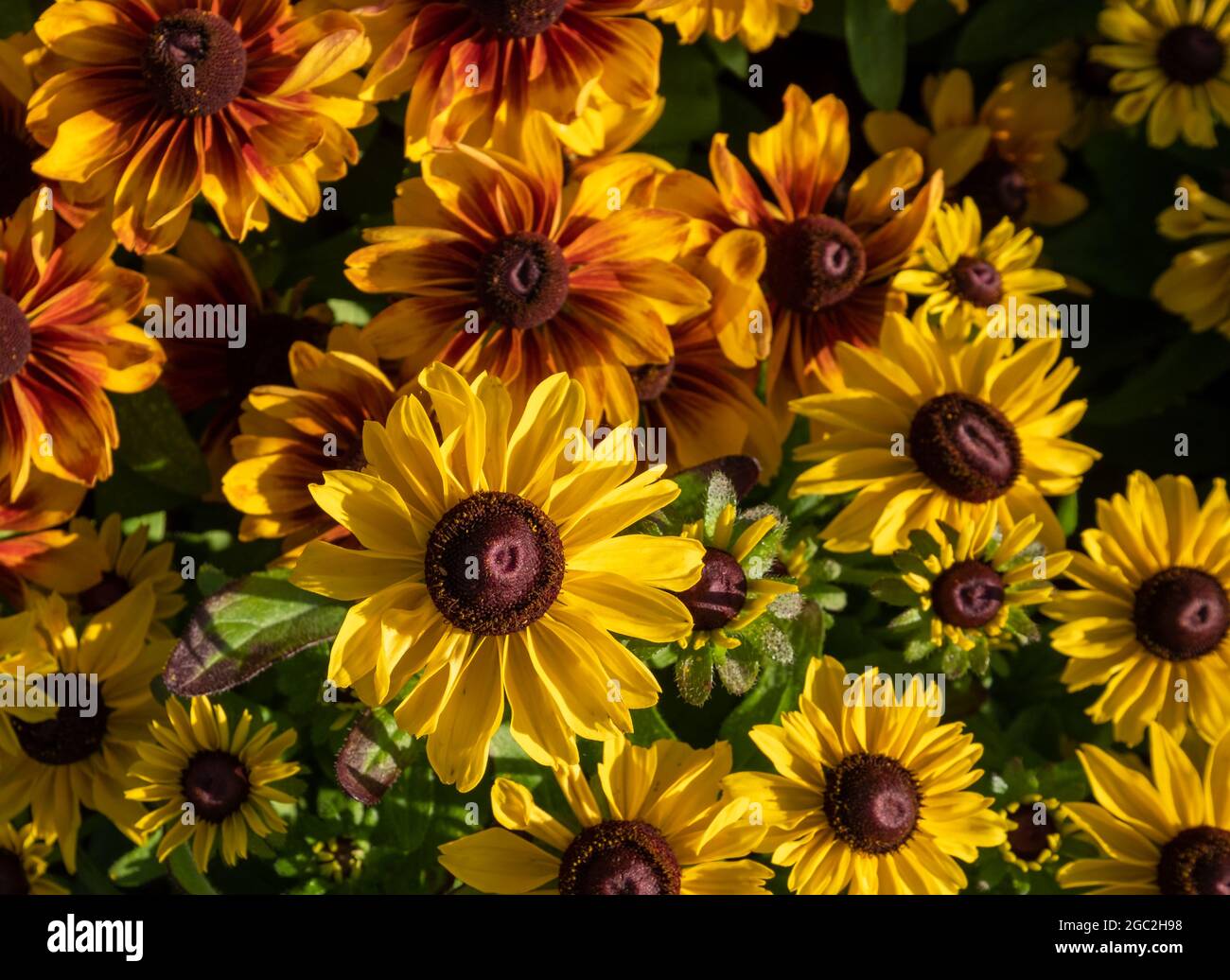 Rudbeckia hirta flowers, also known as Black Eye Susan. Photographed in ...