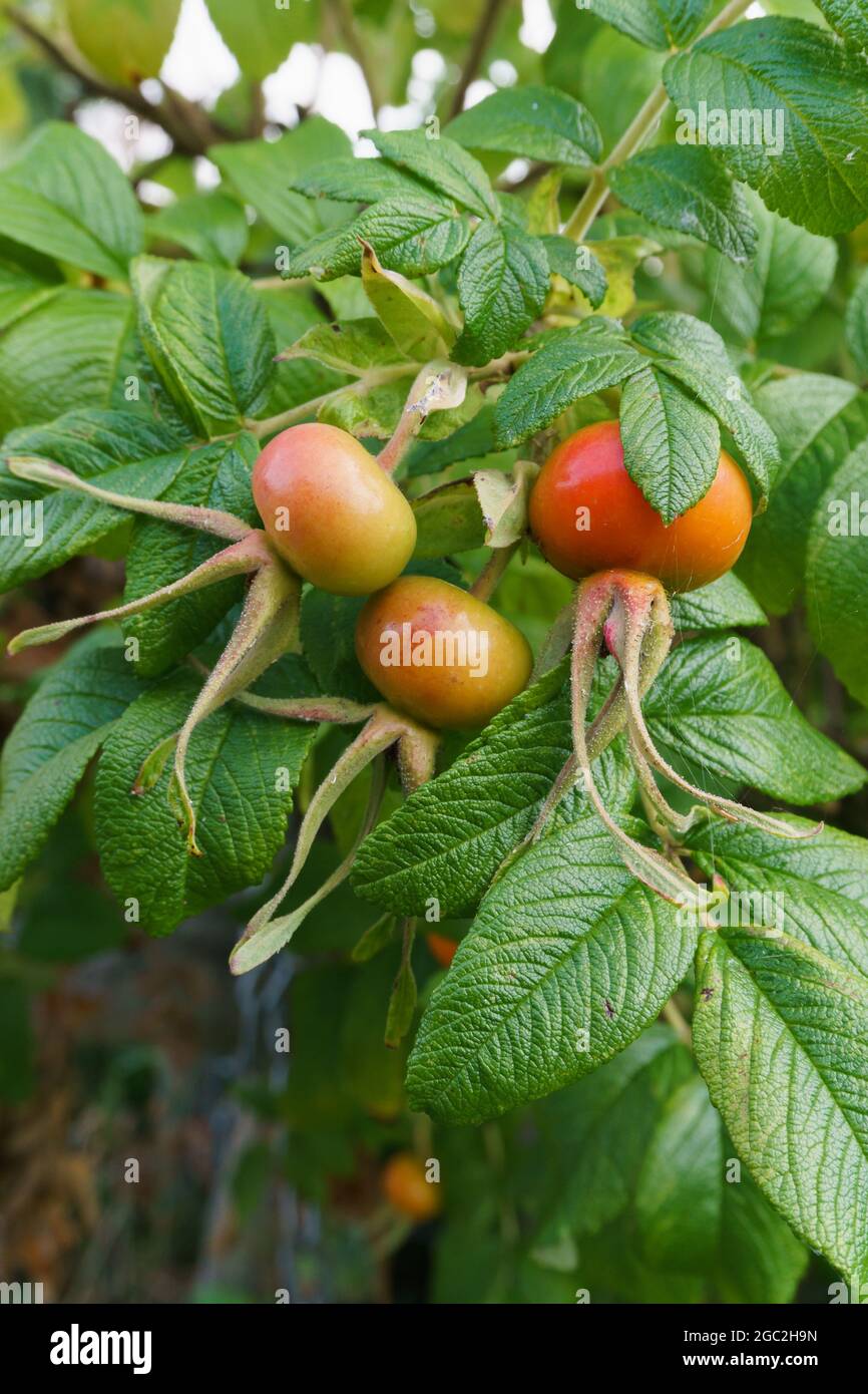 Rosa rugosa hedge hi-res stock photography and images - Alamy