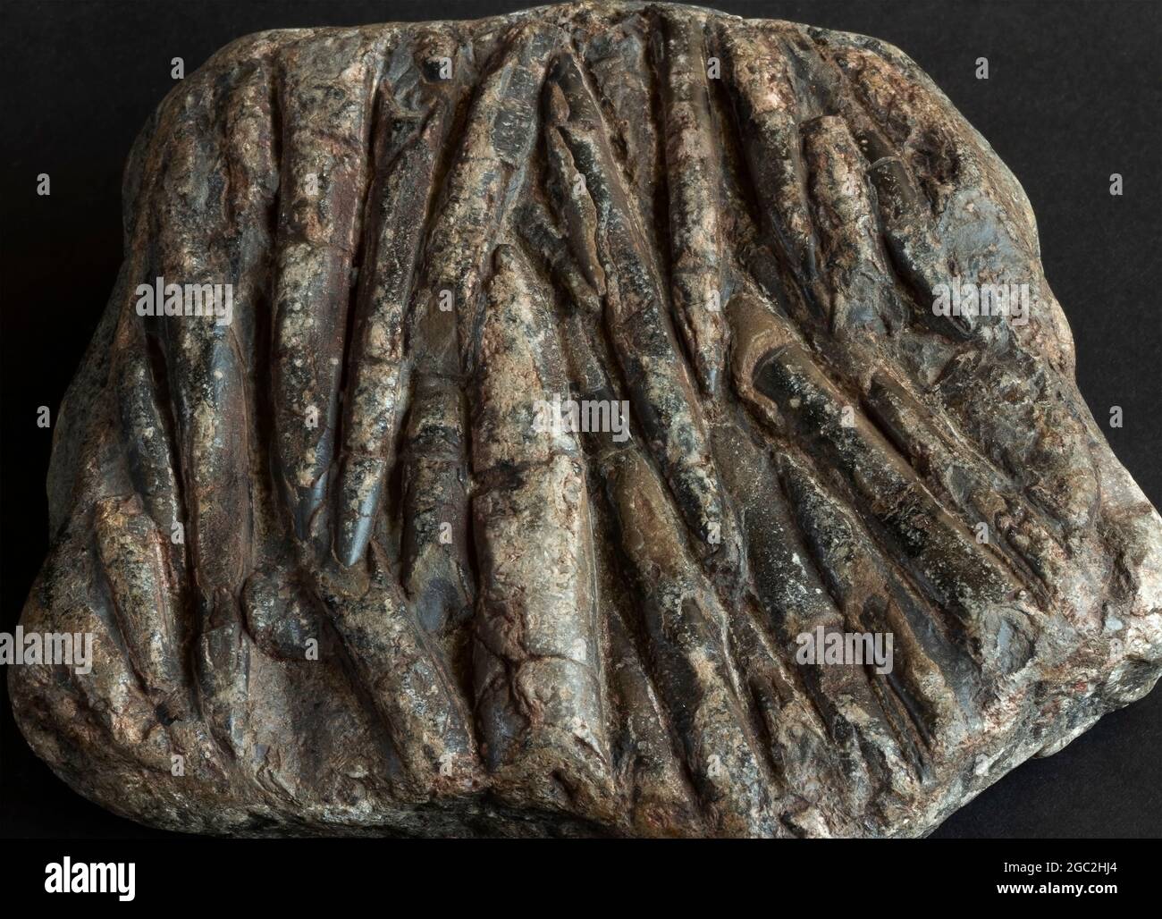 Belemnite guard hi-res stock photography and images - Alamy