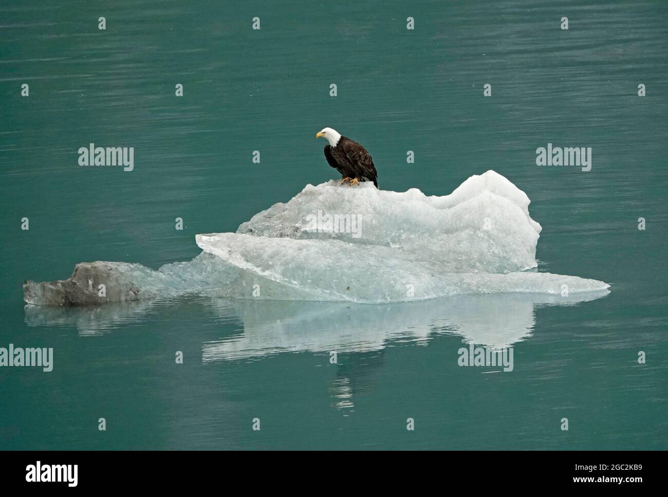 A bald eagle sits on an iceberg in the middle of Glacier Bay National ...