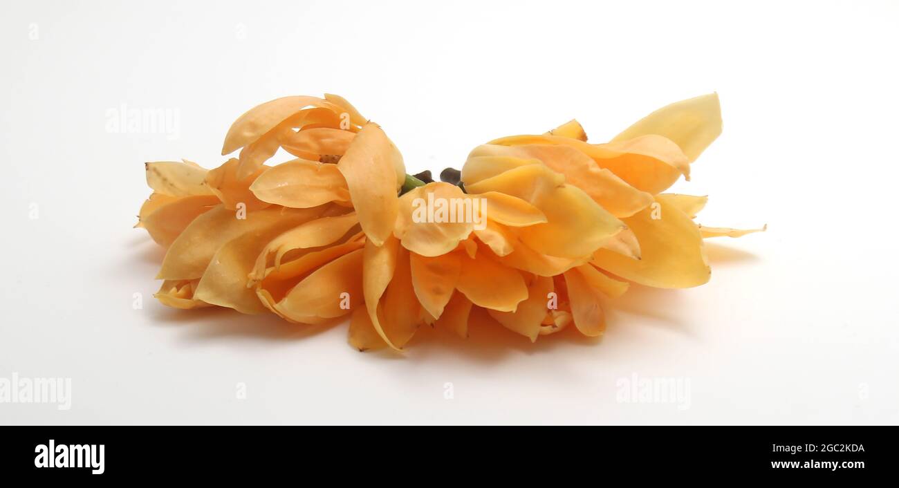 Yellow star shaped flower hi-res stock photography and images - Alamy