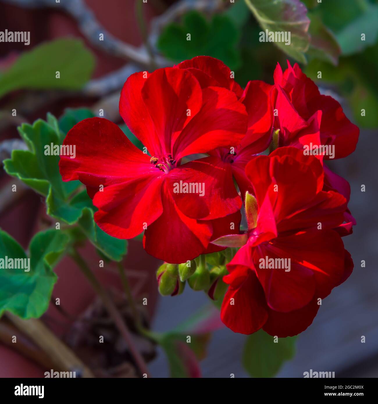 Soaks up the sun hi-res stock photography and images - Alamy