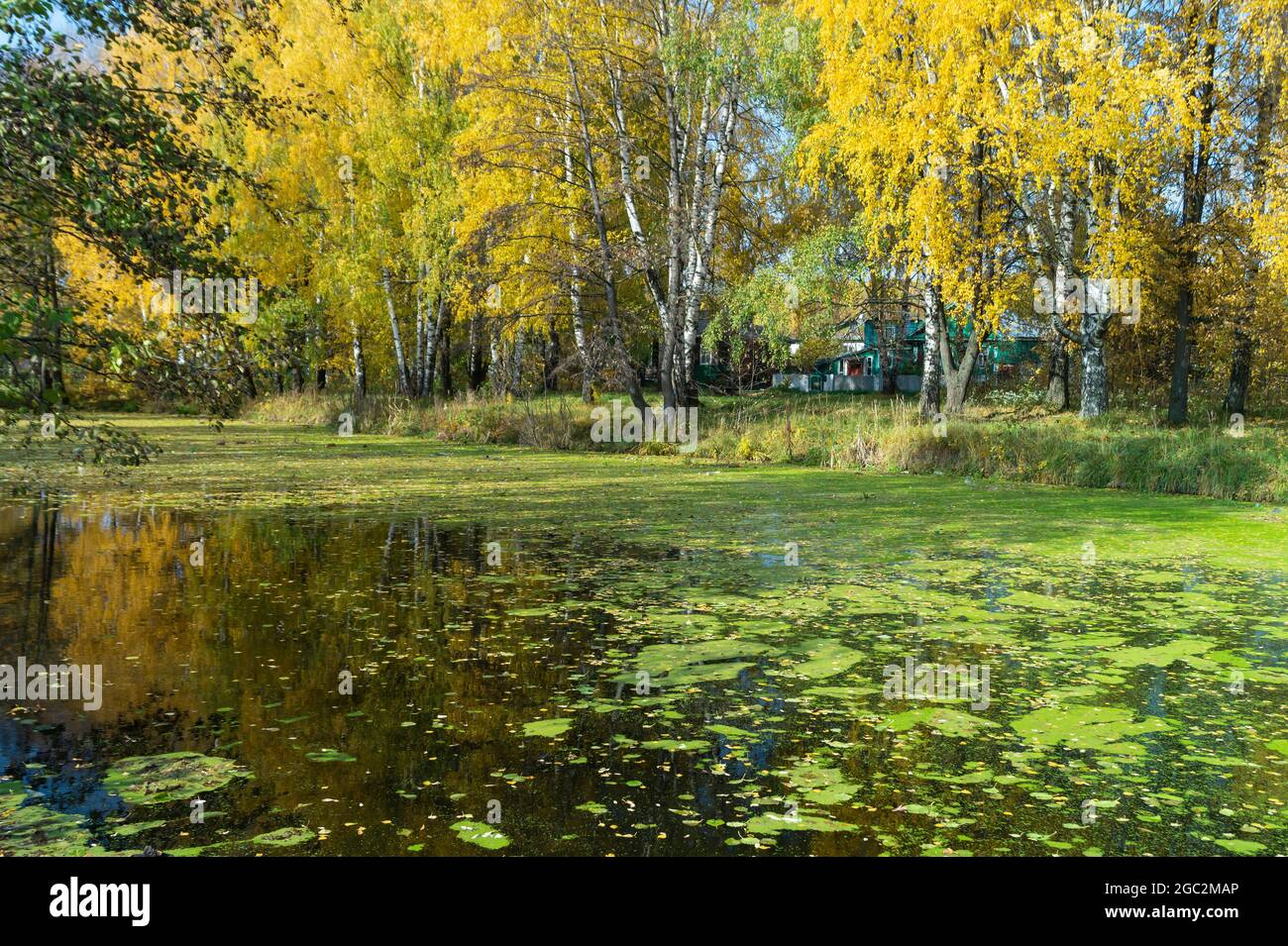 Autumn landscape with pond in village at solar day on background blue ...