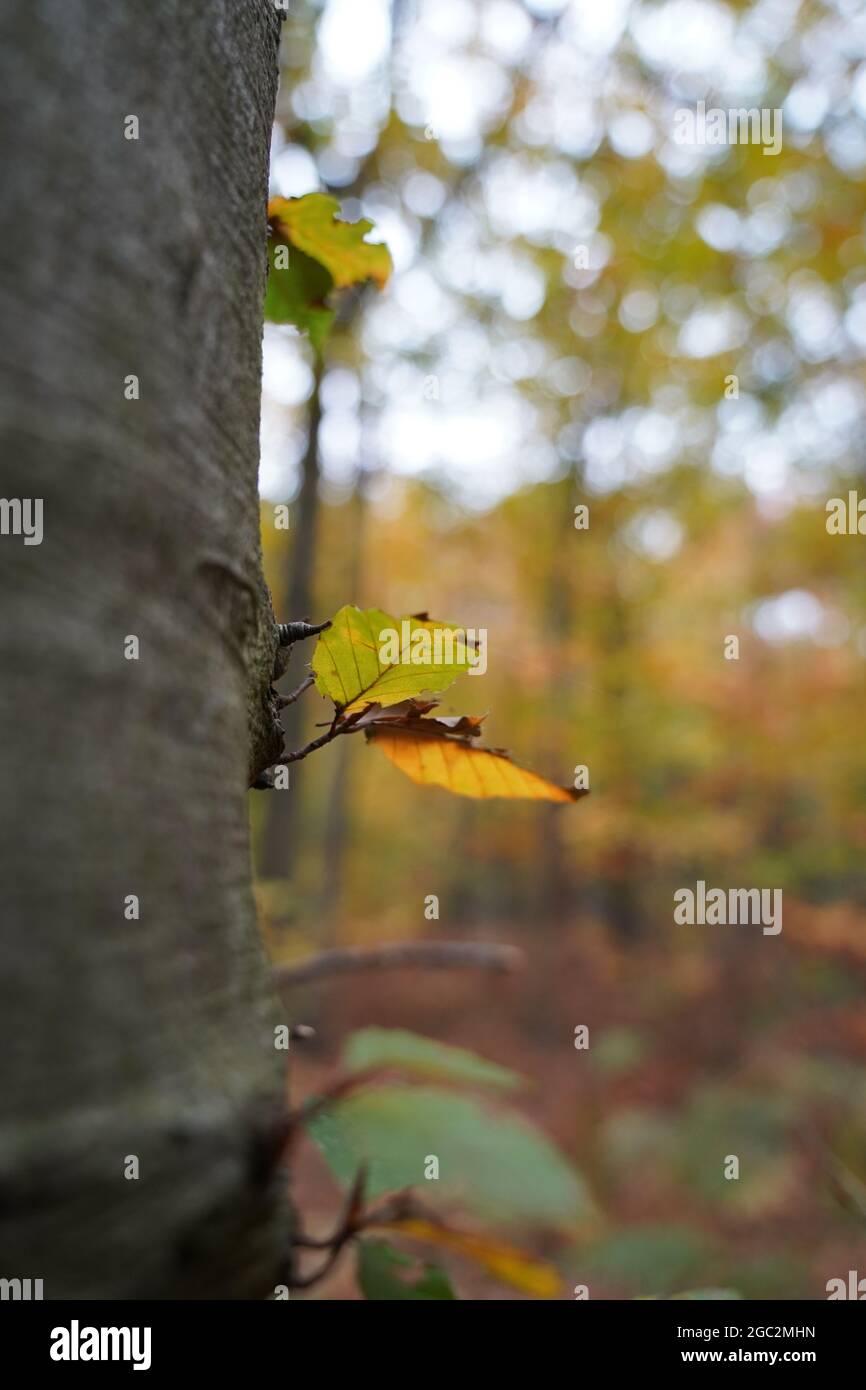 yellow leaves in an dutch forrest Stock Photo - Alamy
