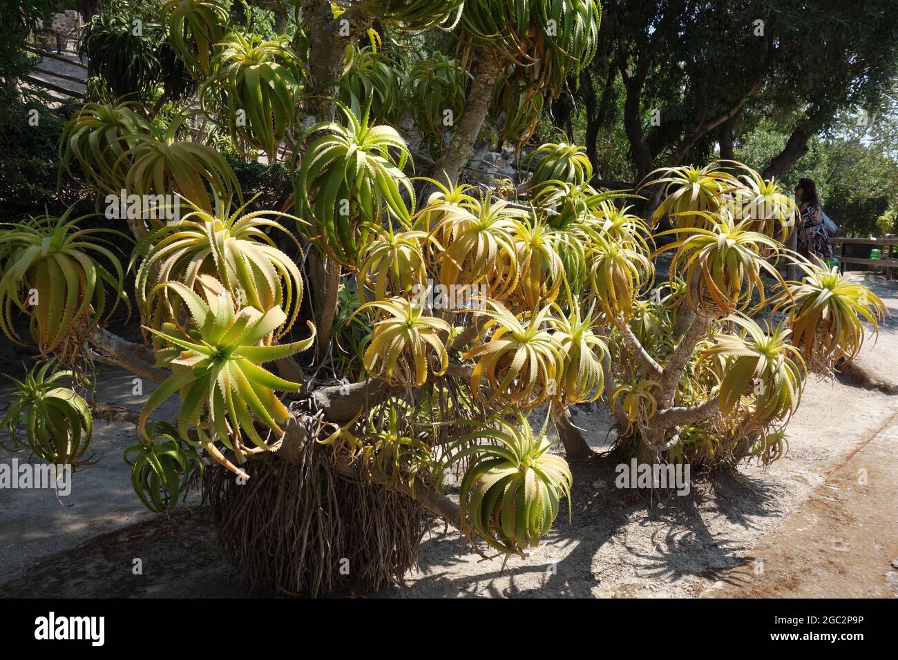 Interior of the Aragonese castle in Ischia island in Italy Stock Photo ...