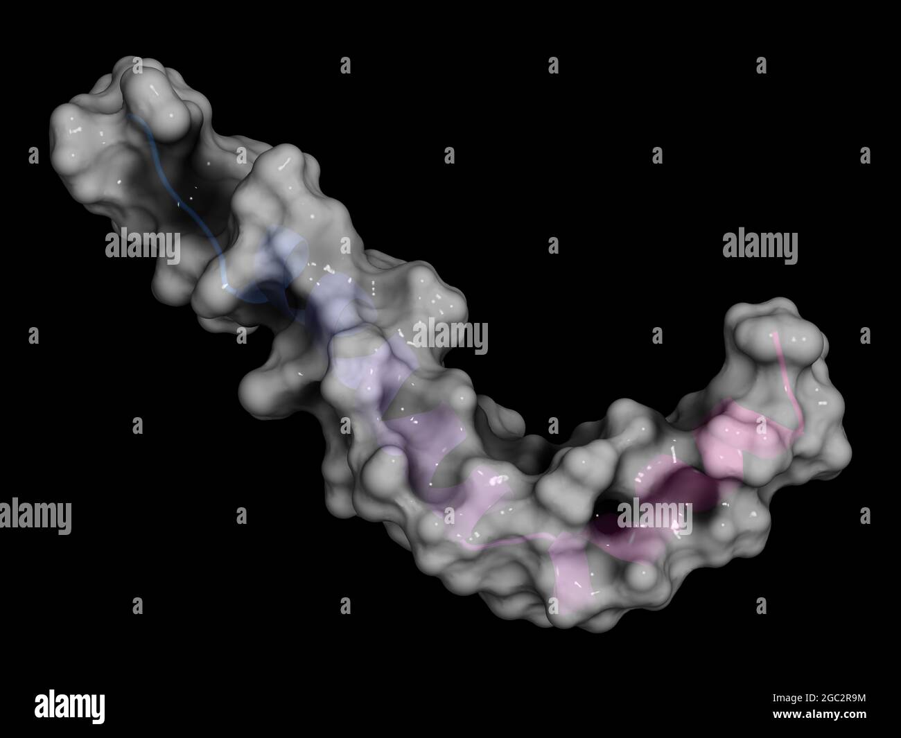 Beta-amyloid (Abeta) peptide, 3D rendering. Major component of p Stock ...