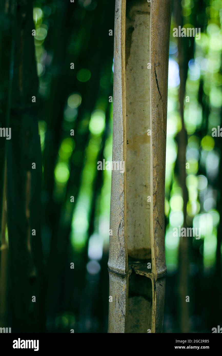 Bamboo trees in a botanical garden. Bamboo old stem trunk close up ...