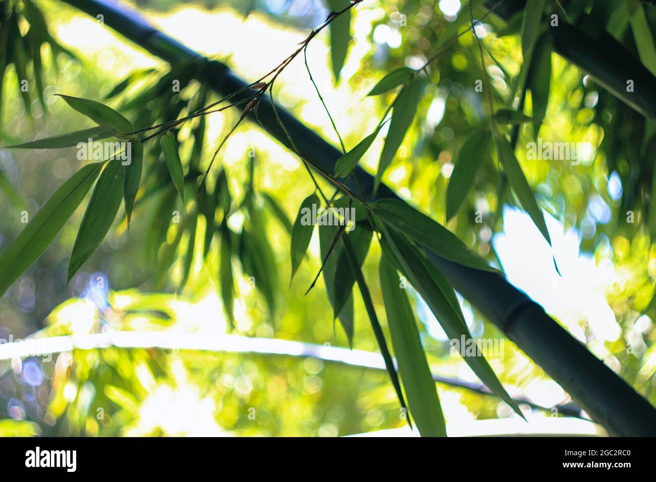 Bamboo trees in a botanical garden. Oriental zen forest background ...