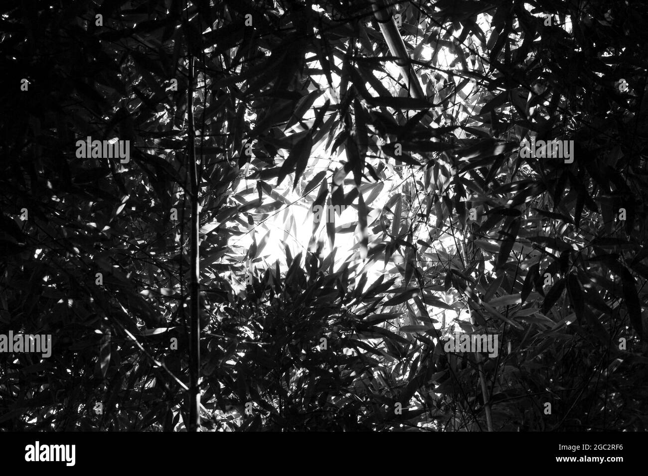 Bamboo trees in a botanical garden. Oriental zen forest background ...