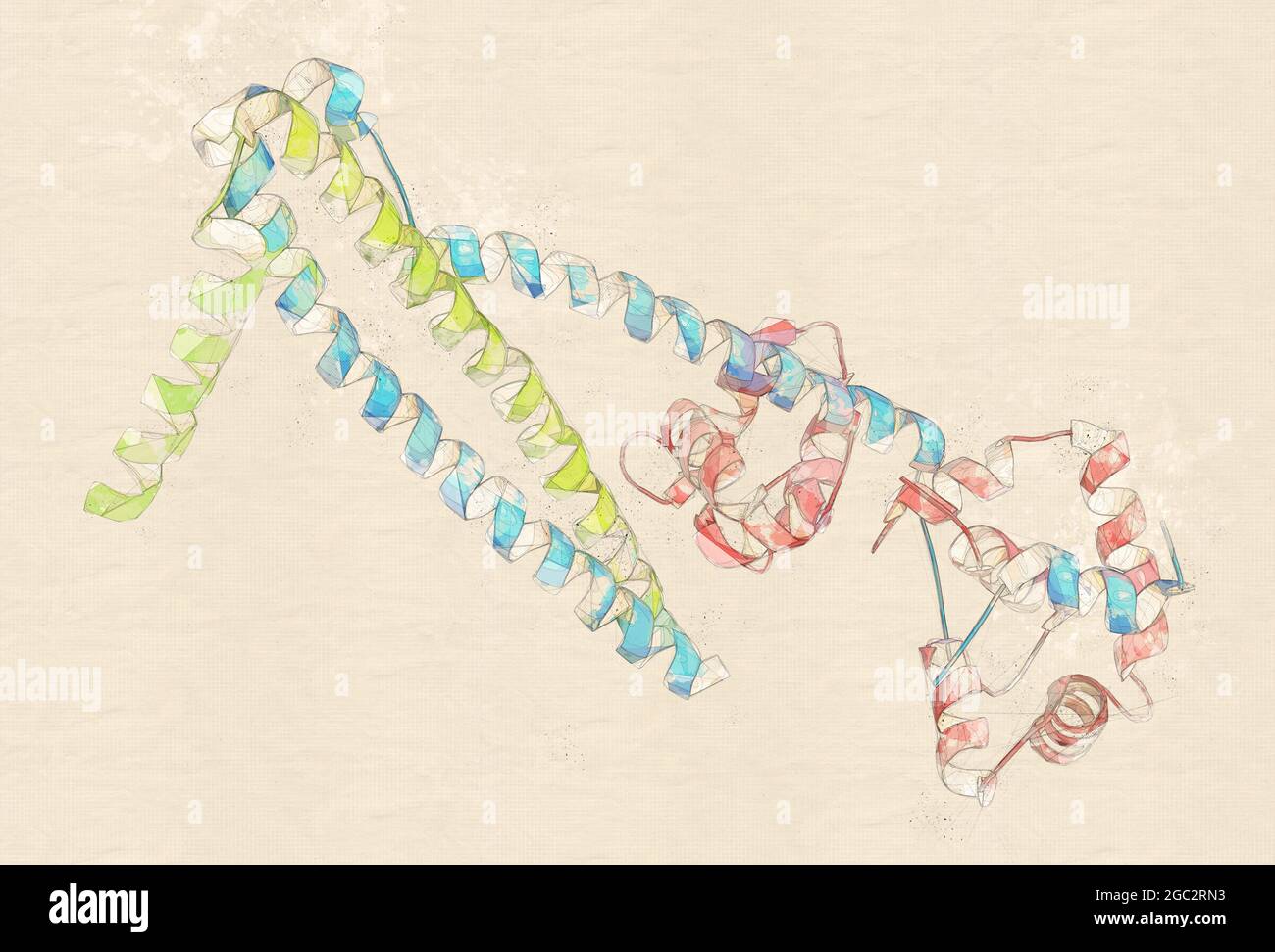 Troponin, 3D rendering: structure of the human cardiac troponin Stock ...