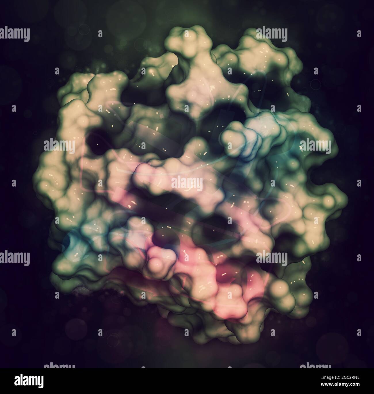 Bovine beta-lactoglobulin protein, 3D structure. Major whey prot Stock ...