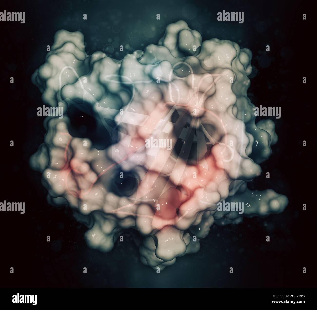 Bovine beta-lactoglobulin protein, 3D structure. Major whey prot Stock ...