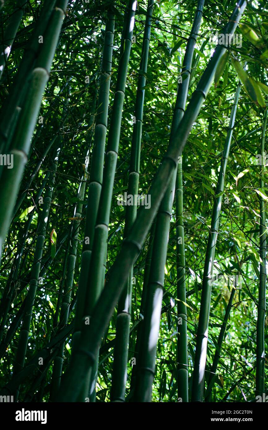 Bamboo trees in a botanical garden. Oriental zen forest background ...