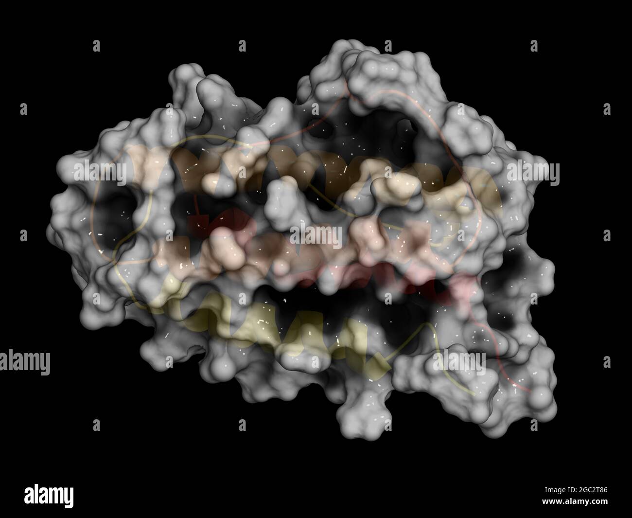 Erythropoietin (human EPO, epoetin) protein hormone, 3D renderin Stock ...