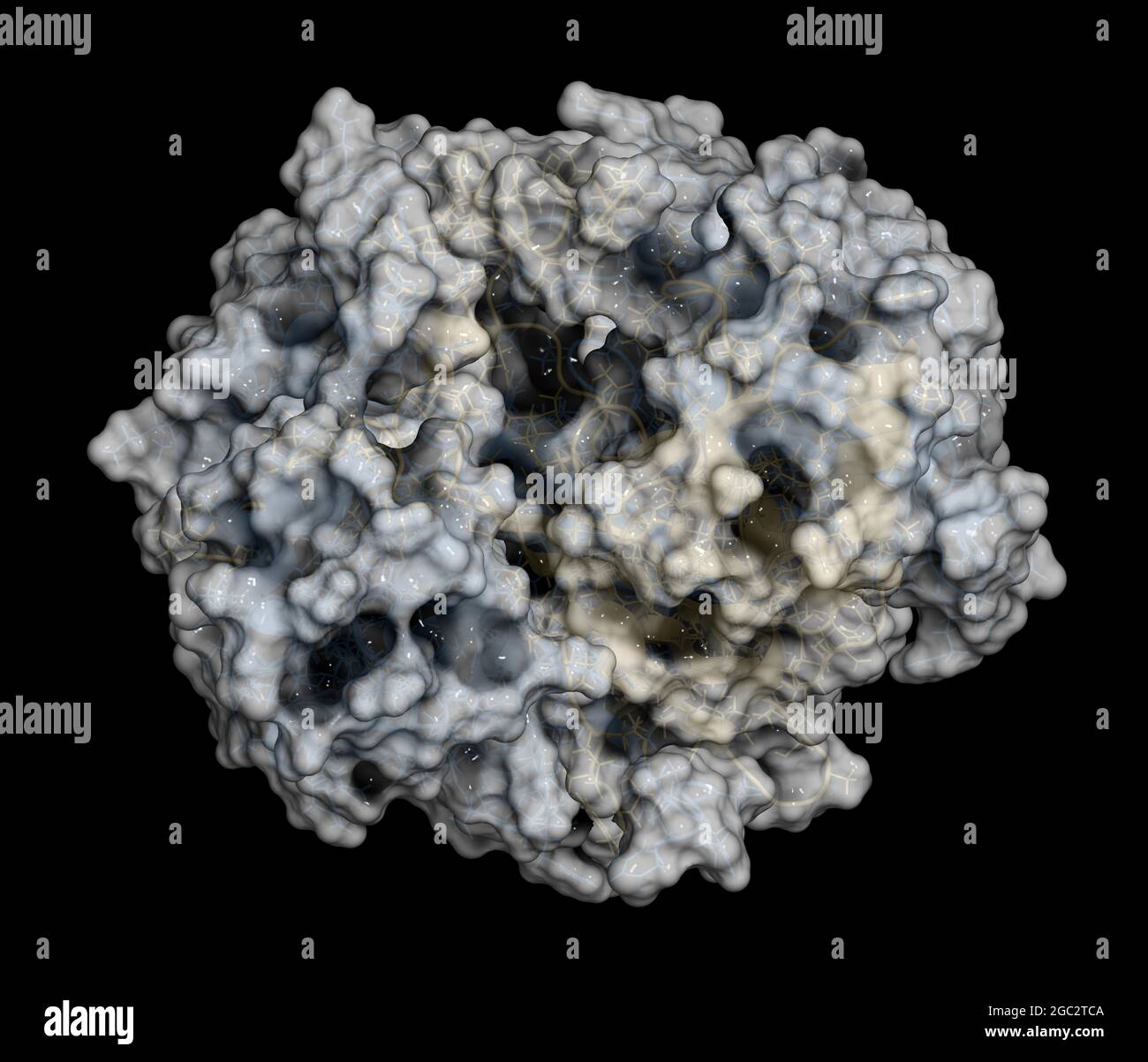 Gamma glutamyltranspeptidase ggt gamma gt gamma glutamyl transferase hi ...