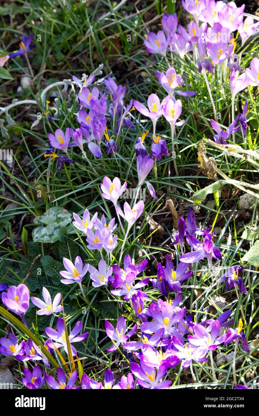 Flowers for winter garden colour hi-res stock photography and images ...