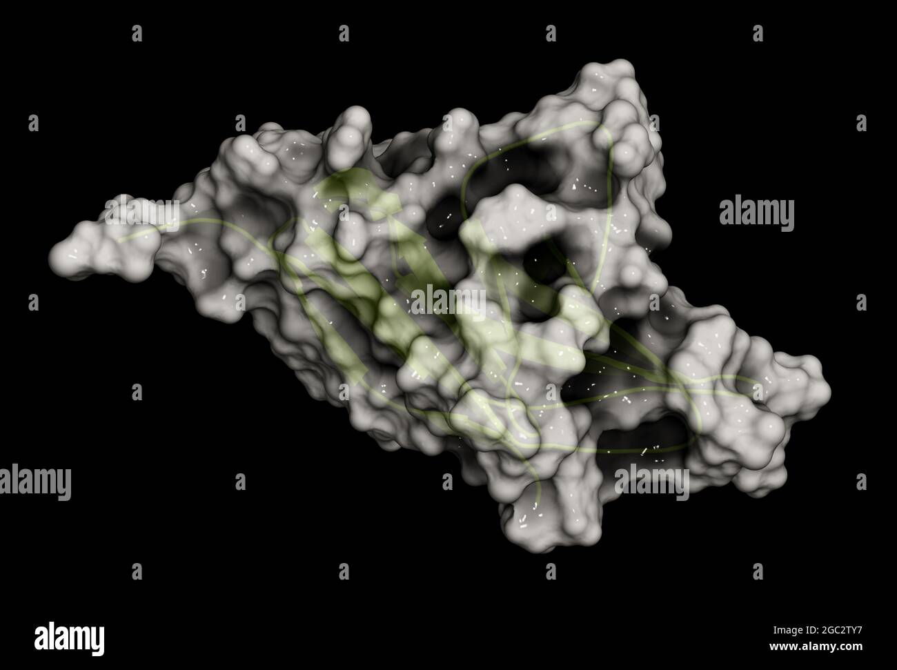 Programmed cell death 1 (PD-1, CD279) receptor protein, 3D rende Stock ...